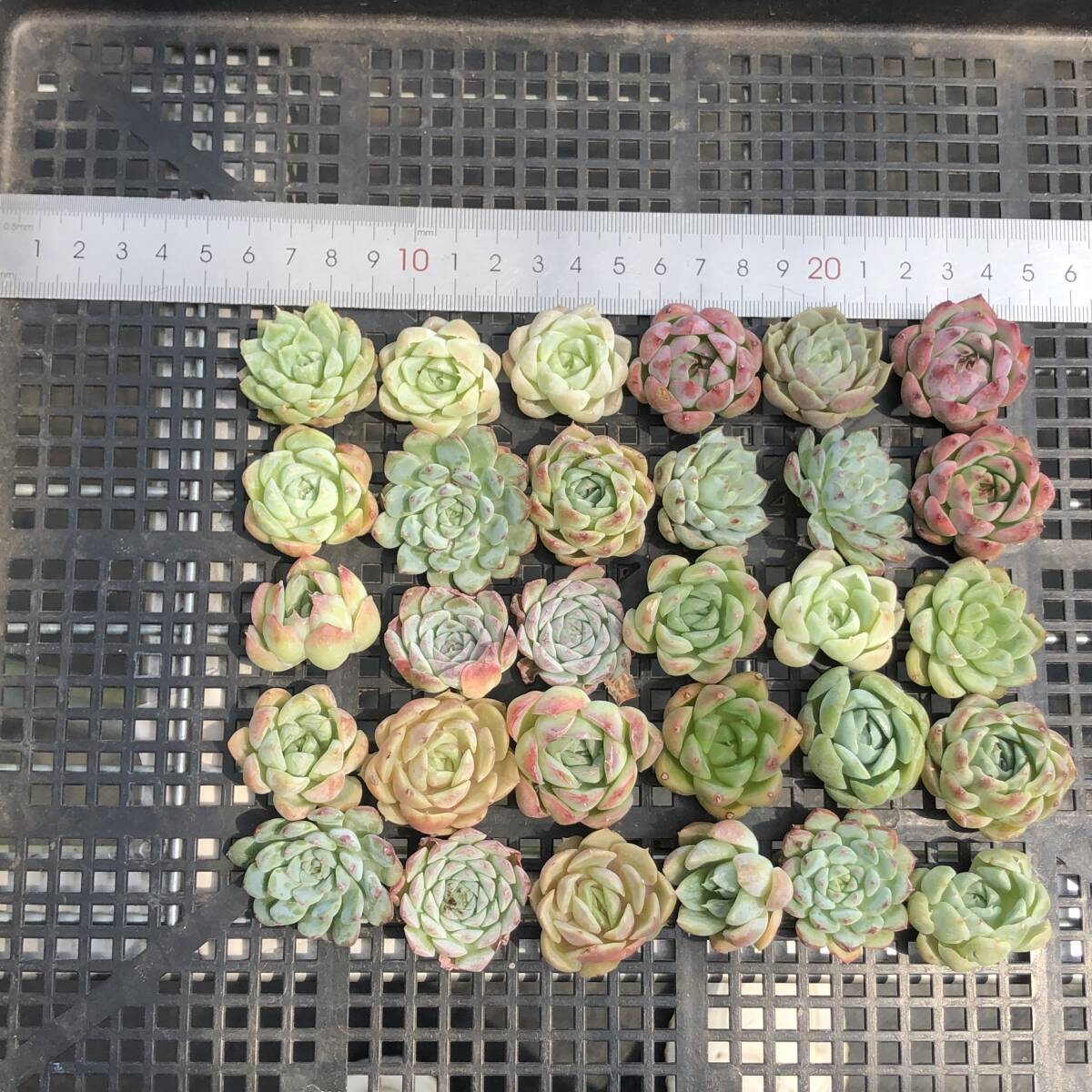 Yahoo!オークション - Top エケベリア 30個 0826-OD44 多肉植物 カッ...