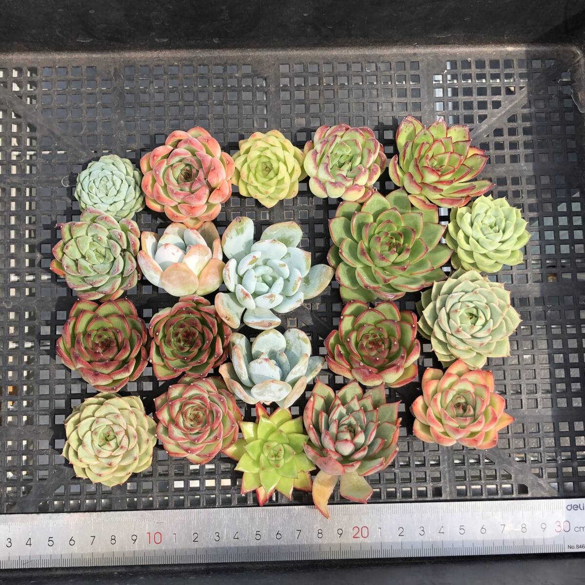 Yahoo!オークション - Top エケベリア 20個 0826-OC30 多肉植物 カッ...