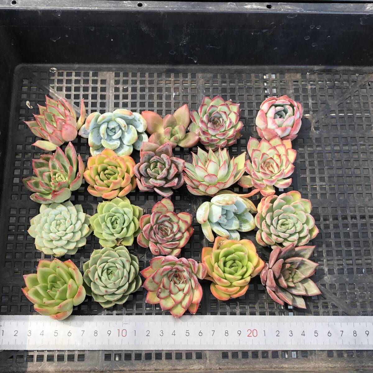 Yahoo!オークション - Top エケベリア 20個 0826-OC39 多肉植物 カッ...