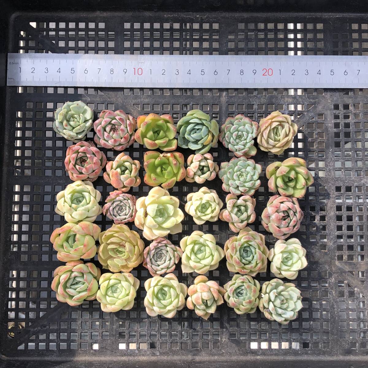 Yahoo!オークション - Top エケベリア30個 0828-OE01 多肉植物 カット...