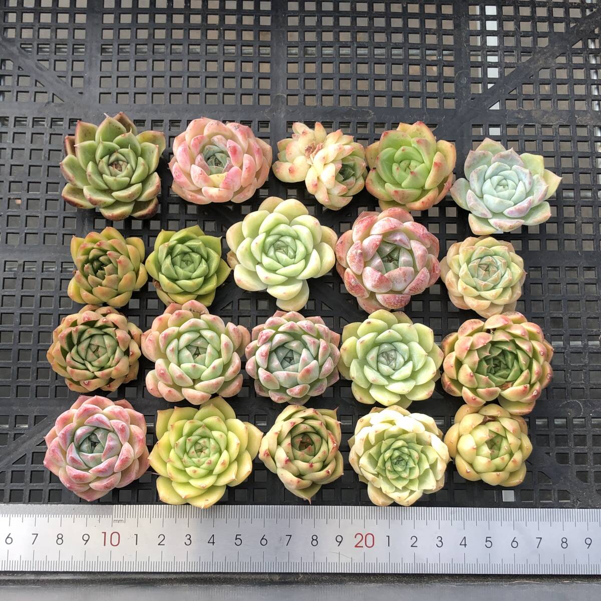 Yahoo!オークション - Top エケベリア 20個 0828-OF08 多肉植物 カッ...