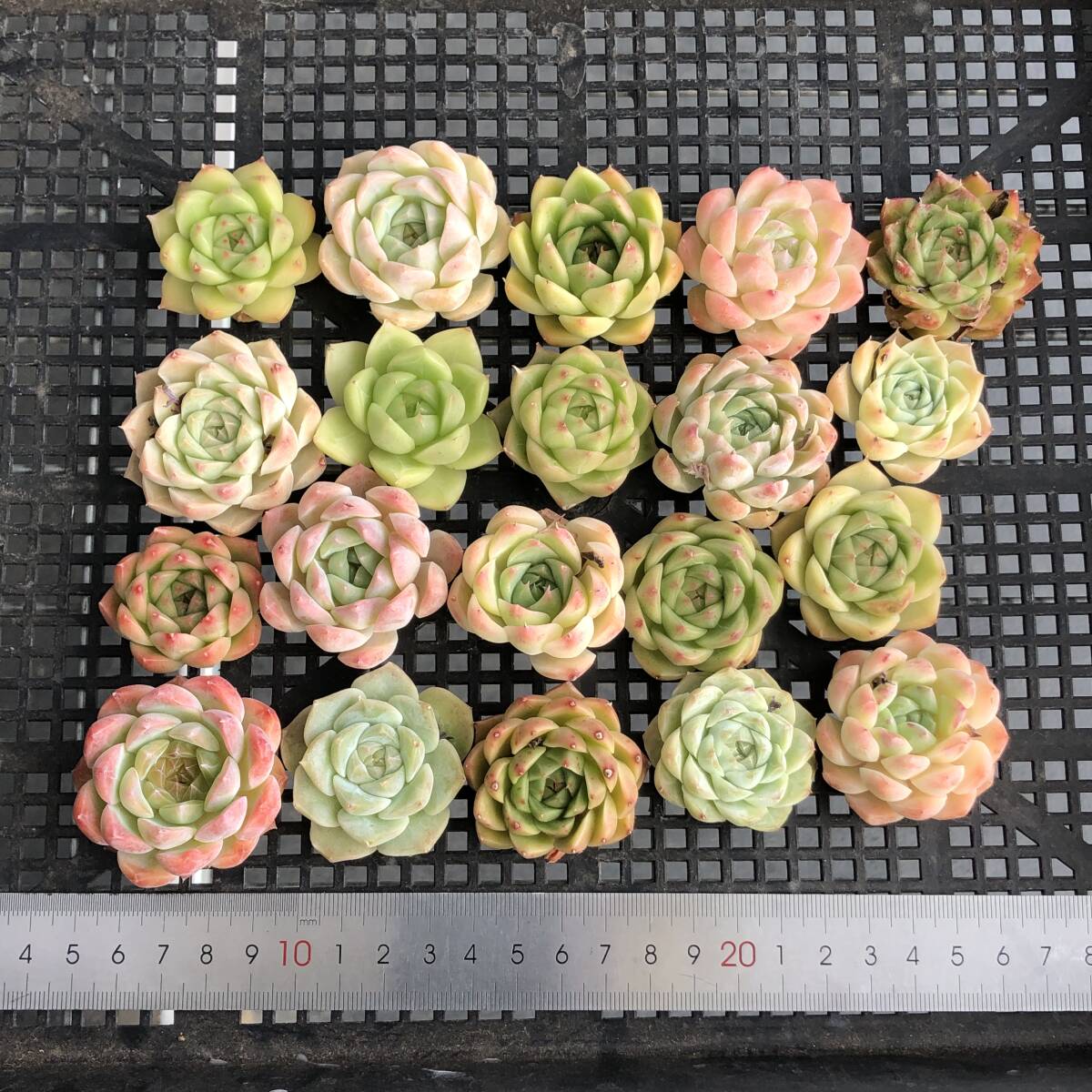 Yahoo!オークション - Top エケベリア 20個 0828-OF31 多肉植物 カッ...