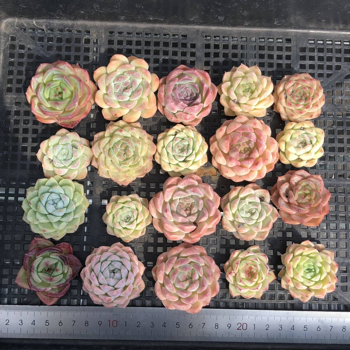 Yahoo!オークション - Top エケベリア 20個 0904-OJ12 多肉植物 カッ...