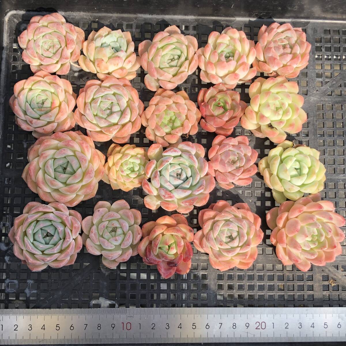 Yahoo!オークション - Top エケベリア 20個 0904-OJ18 多肉植物 カッ...