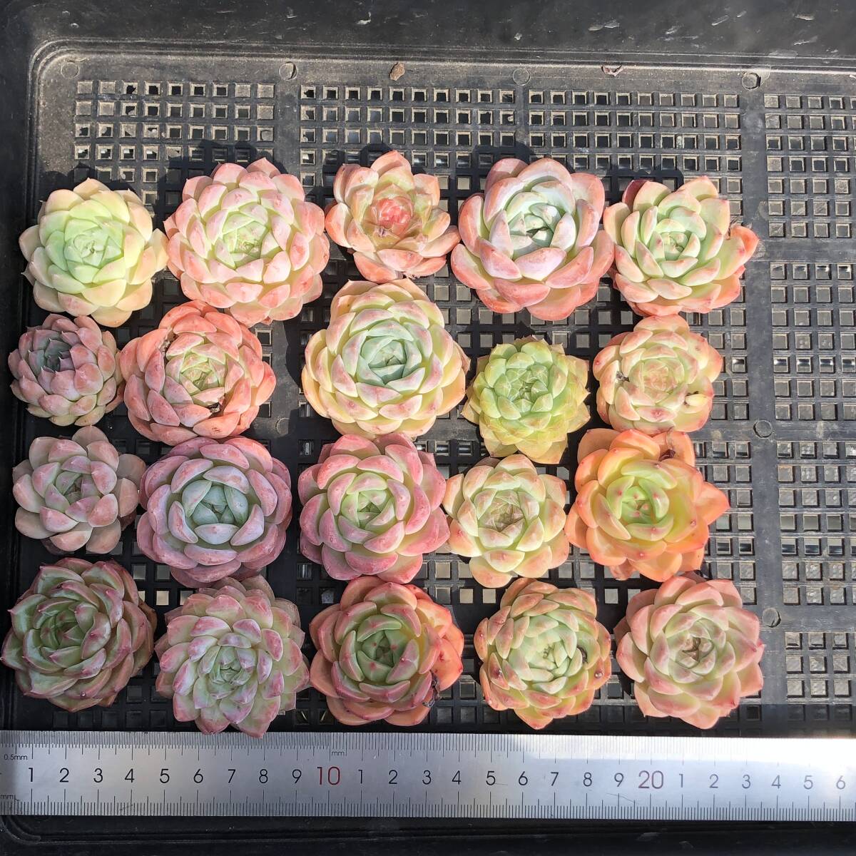 Yahoo!オークション - Top エケベリア 20個 0904-OJ25 多肉植物 カッ...