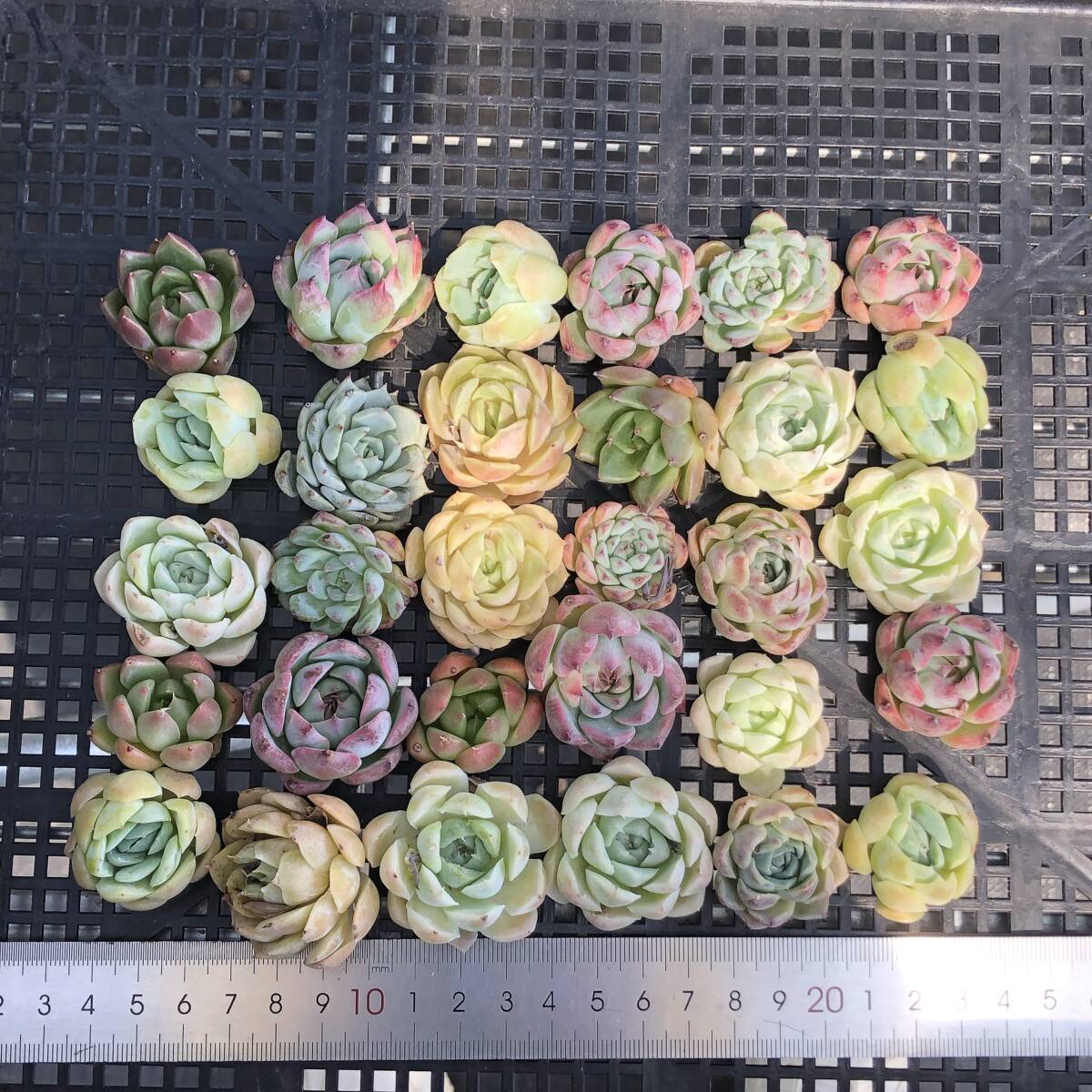 Yahoo!オークション - Top エケベリア 30個 0904-OI18 多肉植物 カッ...