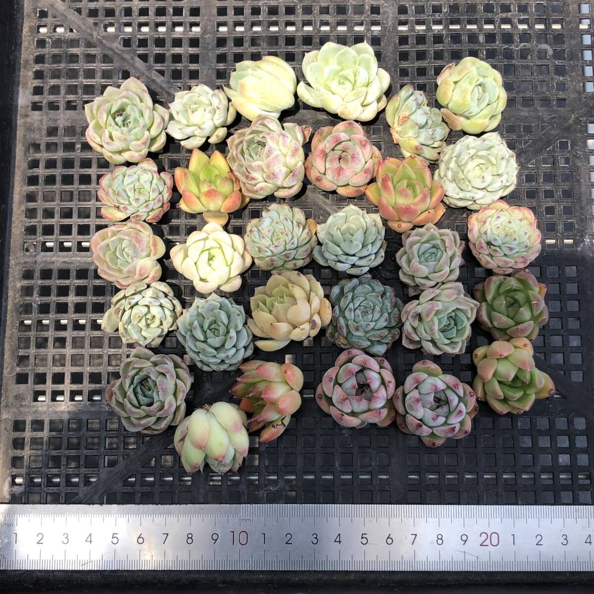 Yahoo!オークション - Top エケベリア 30個 0904-OI26 多肉植物 カッ...