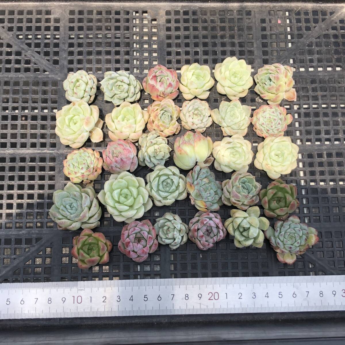 Yahoo!オークション - Top エケベリア 30個 0904-OI20 多肉植物 カッ...