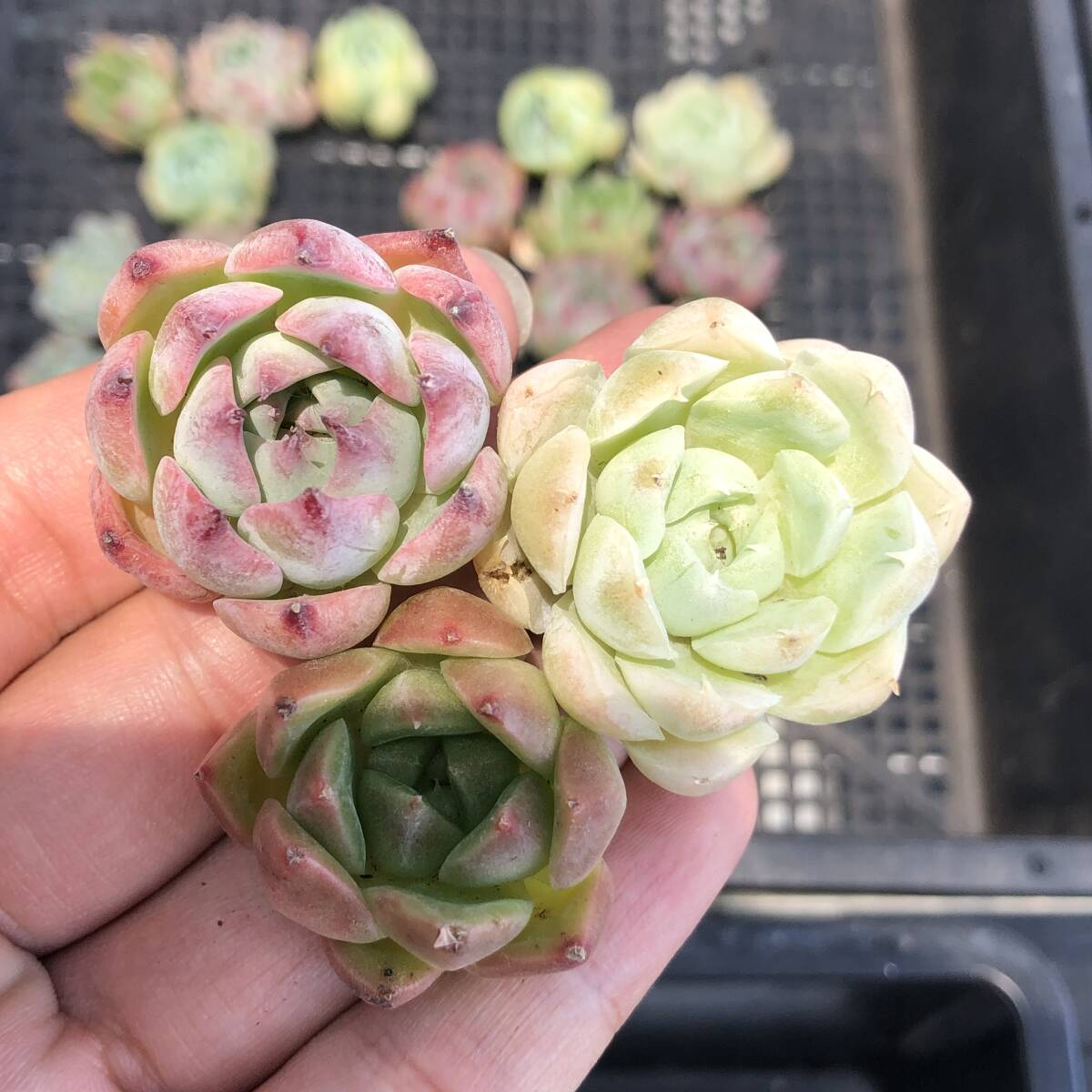 Yahoo!オークション - Top エケベリア 30個 0904-OI22 多肉植物 カッ...