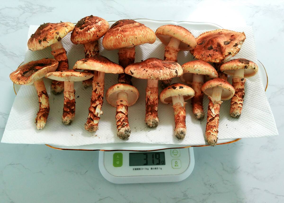 Yahoo!オークション - 希少 今しか採れない旬の山の恵み 天然バカマツ...