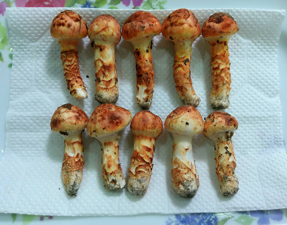 初物 今しか採れない旬の山の恵み 天然バカマツタケ バカ松茸 北海道産 約88g 10本(マツタケ)｜売買されたオークション情報、yahooの商品情報をアーカイブ公開 - オークファン ...