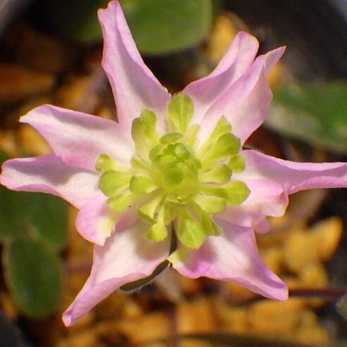 Yahoo!オークション - 雪割草 S831-千重咲 ＃山野草