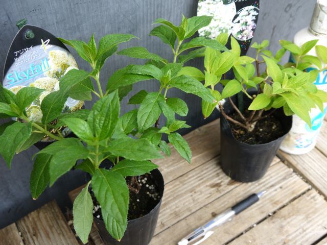 Yahoo!オークション - 0807 現品処分1200円開始 コンパクトノリウツギ...