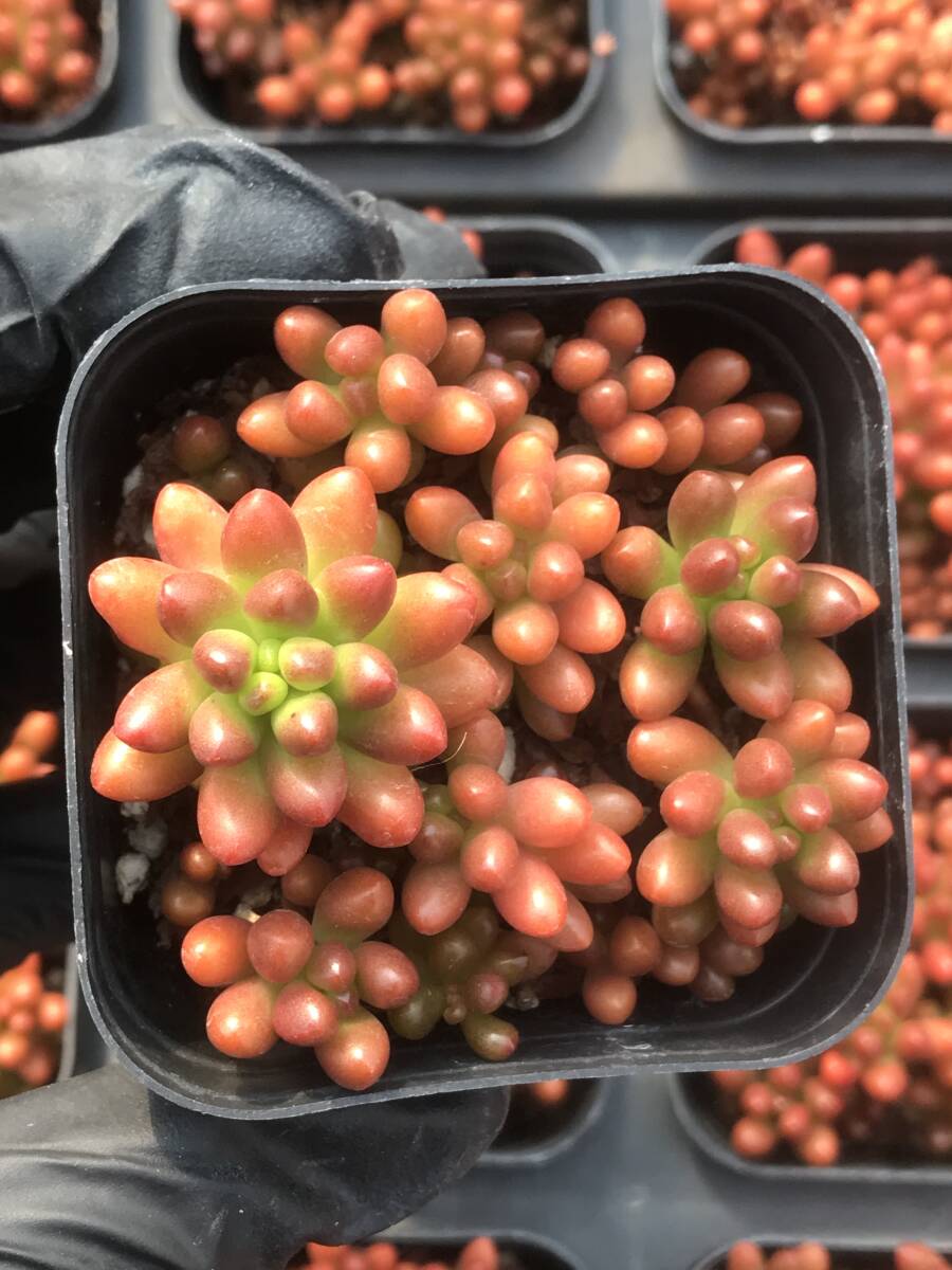 Yahoo!オークション - 20株 C98 多肉植物 エケベリア 虹の玉韓国苗 土...