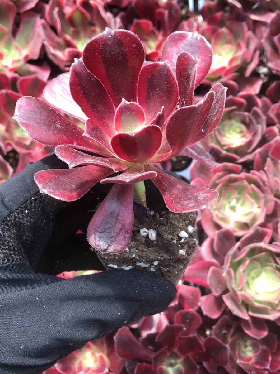 Yahoo!オークション - 20株C108多肉植物 エケベリア アエオニウムメデ...