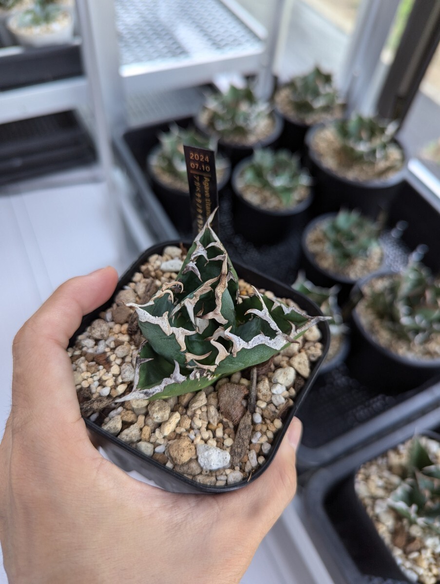 Yahoo!オークション - トップ画出品 【イランエメラルドY2】SS級選抜株...