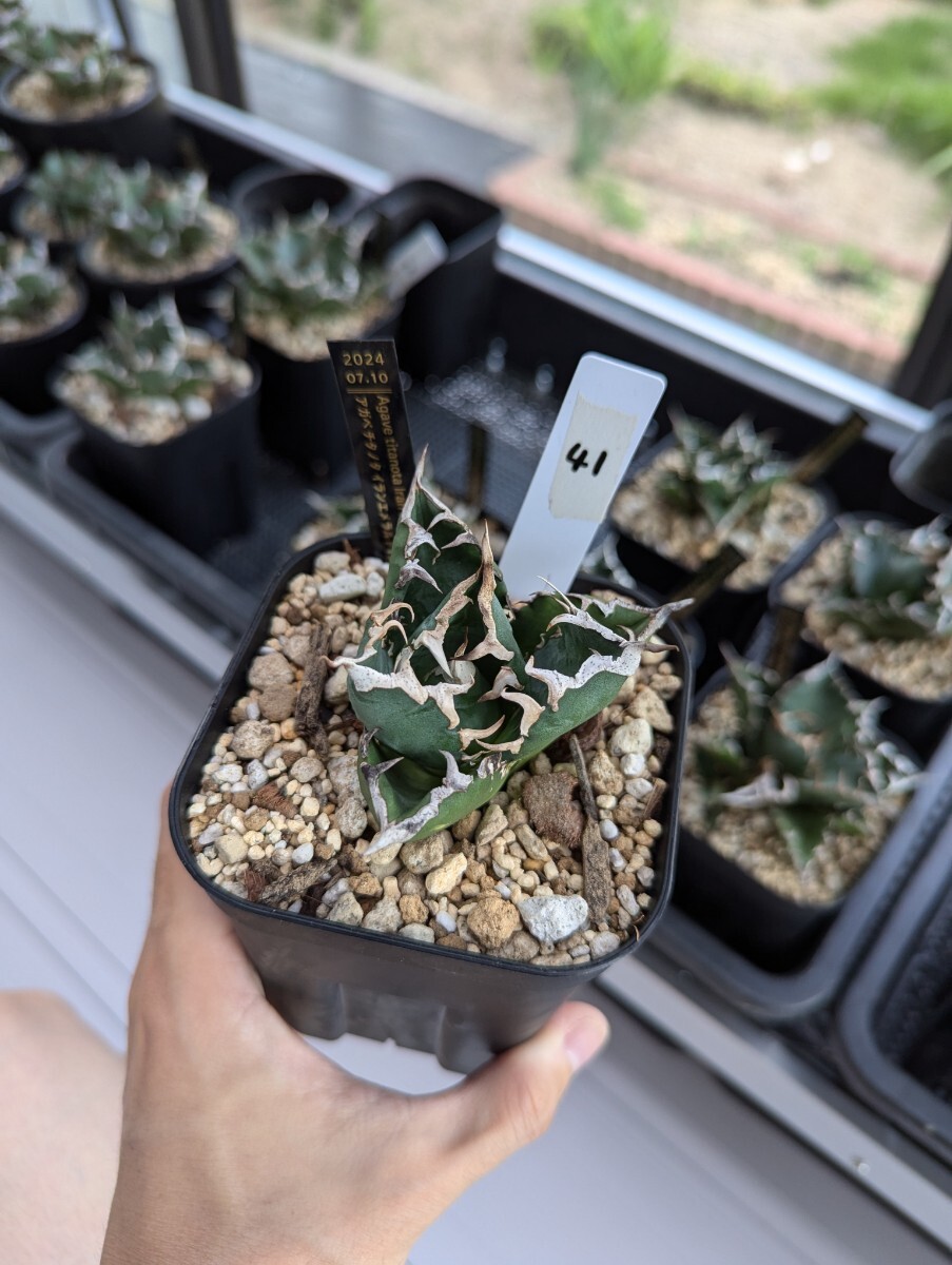 Yahoo!オークション - トップ画出品 【イランエメラルドY2】SS級選抜株...