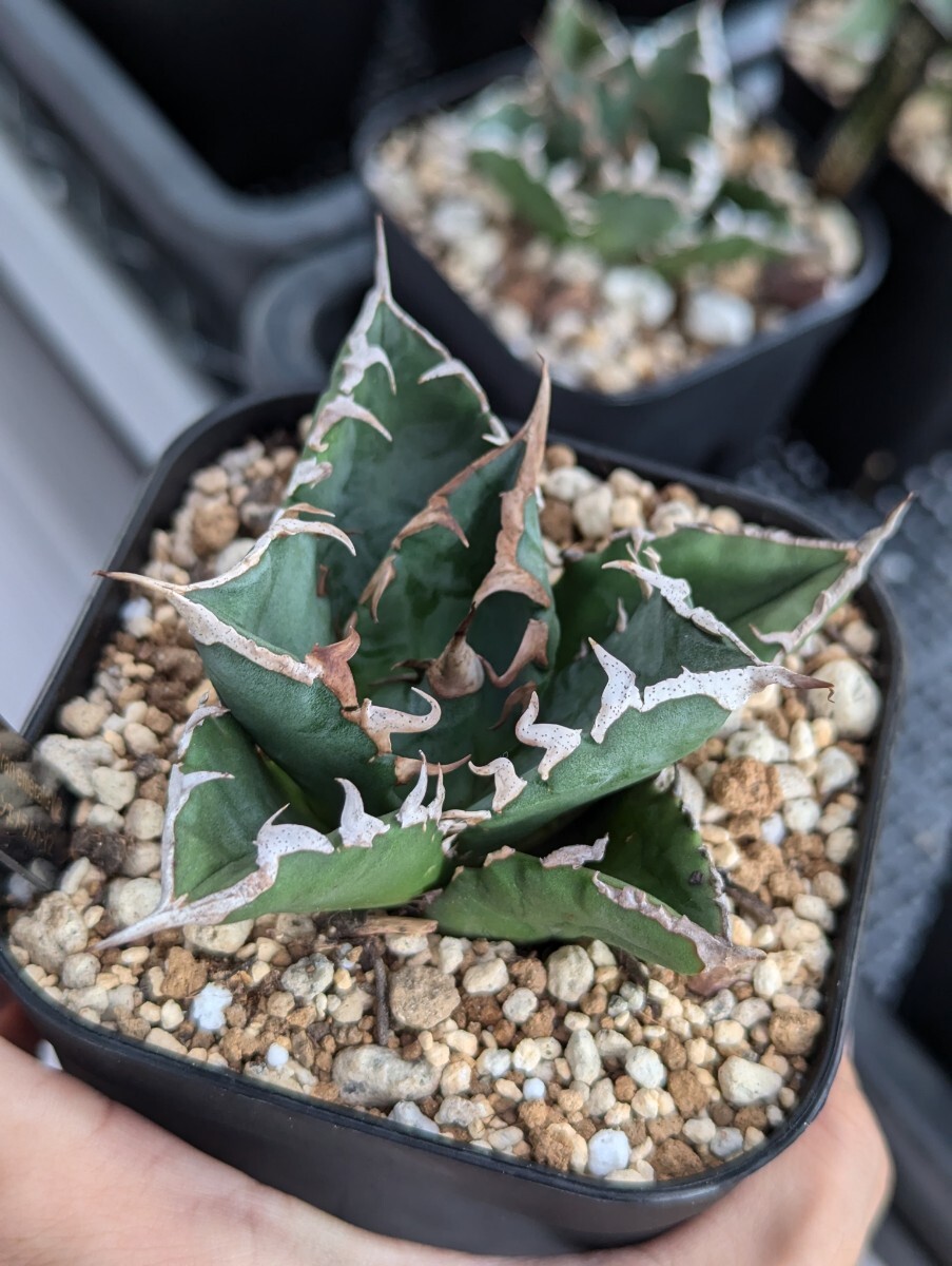 Yahoo!オークション - トップ画出品 【イランエメラルドY2】SS級選抜株...