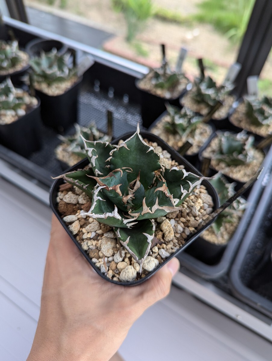 Yahoo!オークション - トップ画出品 【イランエメラルドY2】SS級選抜株...