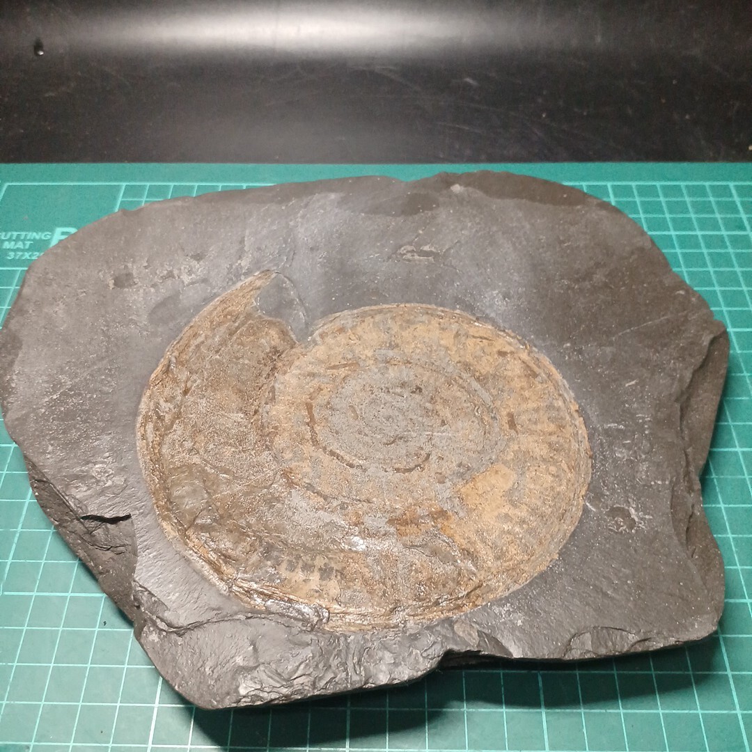 Yahoo!オークション - 8905 アンモナイト アンモナイト ジュラ紀前期 ...