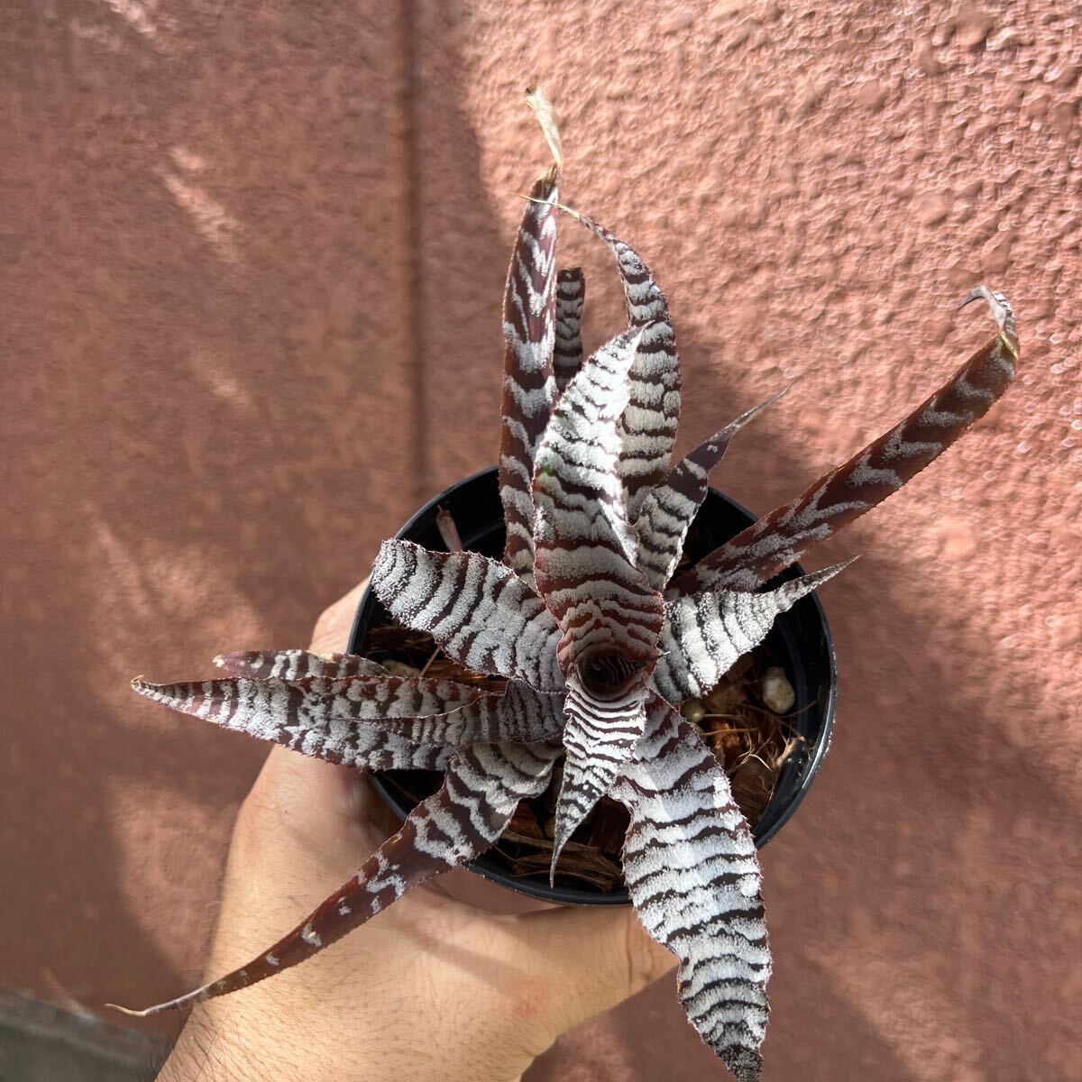 Yahoo!オークション - [Pof]Cryptanthus Absolute Zero クリプタンサ...