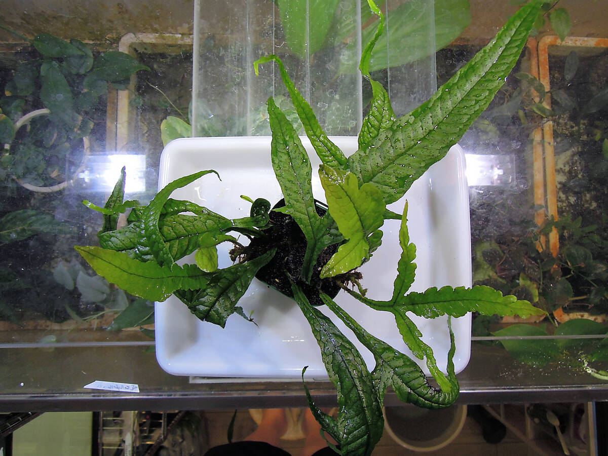 Yahoo!オークション - 0902ミクロsp._クレオパトラ