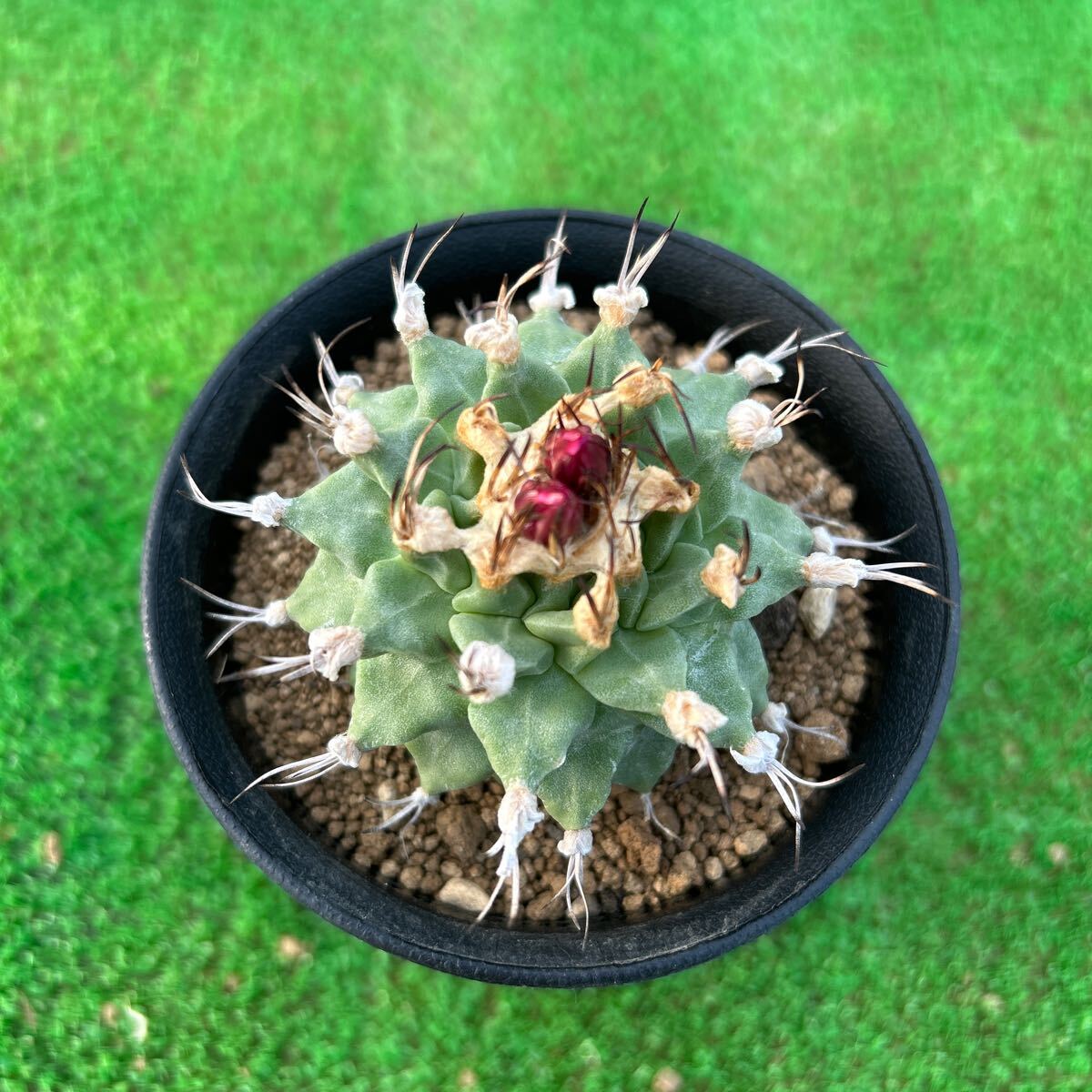 Yahoo!オークション - アロンソイ 実生 ツルビニカルプス サボテン 多...