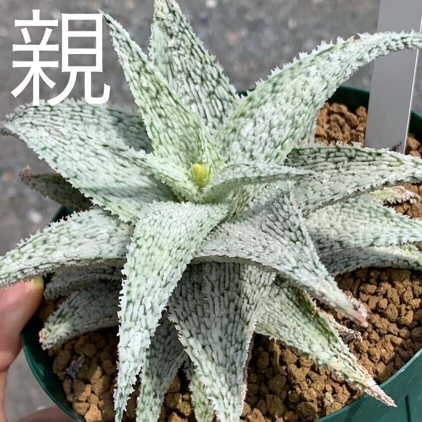 Yahoo!オークション - Aloe hyb アロエ ハイブリッド 白毛羽01（多肉植...