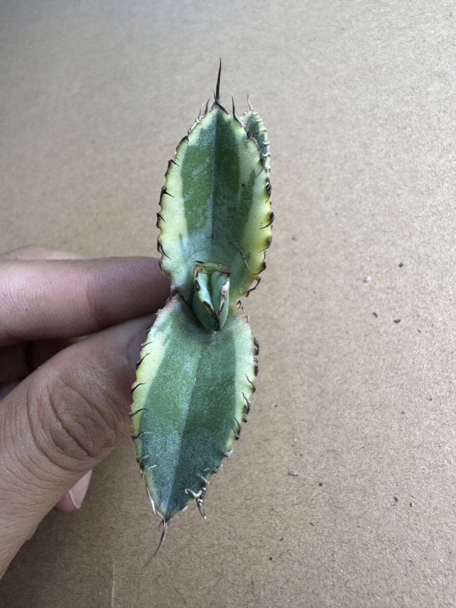 Yahoo!オークション - 【FJ Agave】f64アガベ 藍球錦 多肉植物 BB錦 覆...