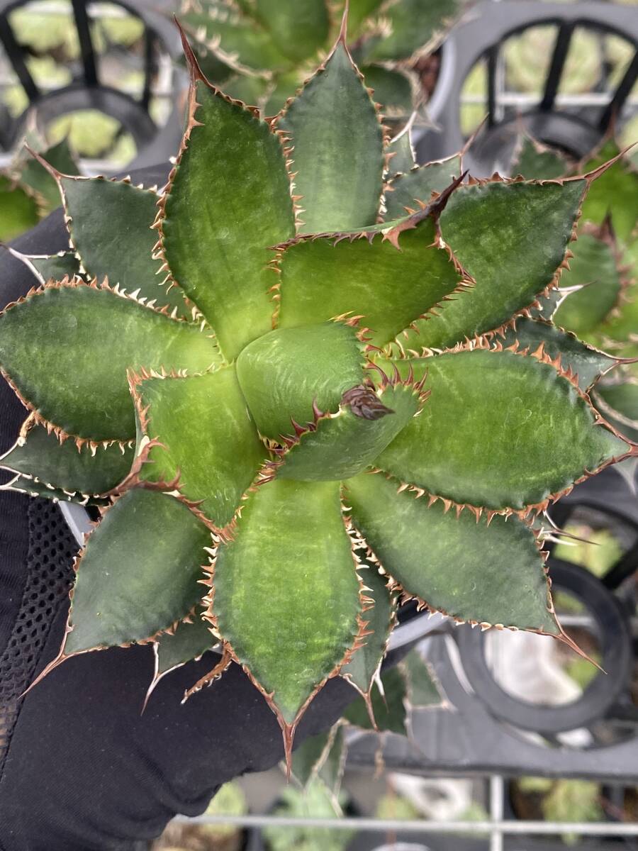 Yahoo!オークション - 1株 B97多肉植物 エケベリア カニ アガベ 観葉植...