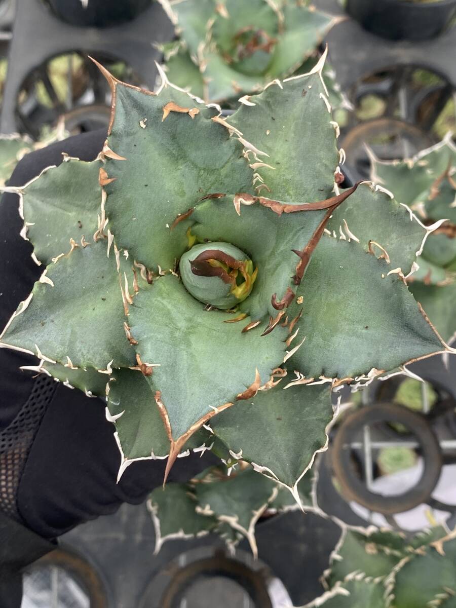 Yahoo!オークション - 1株 B98多肉植物 エケベリア アガベ ベーグル 観...