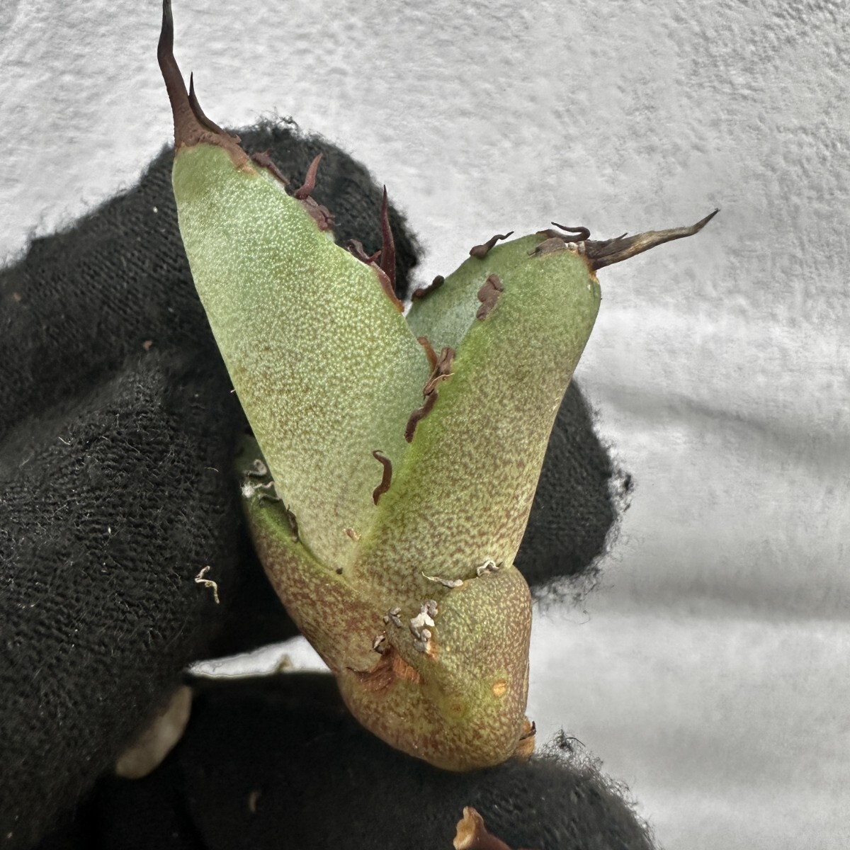 Yahoo!オークション - E23 多肉植物 アガベ チタノタ “BEAST” ビース...