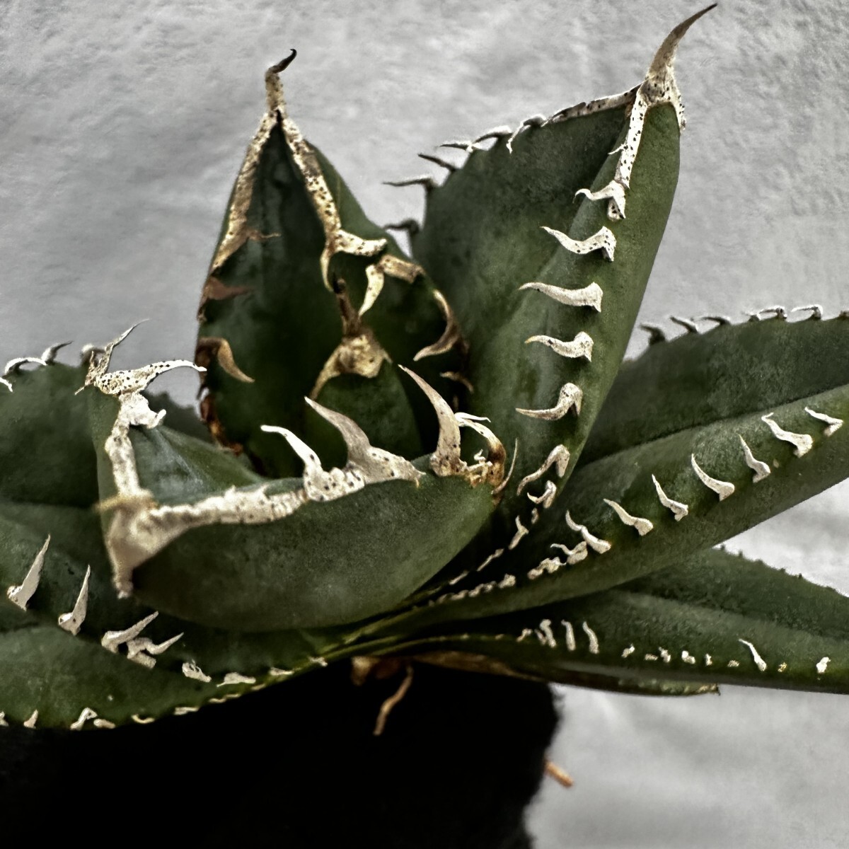 Yahoo!オークション - E74 多肉植物 アガベ チタノタ SAD 南アフリカダ...