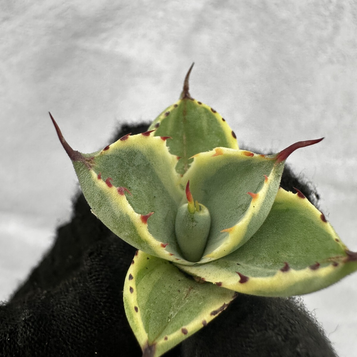 Yahoo!オークション - F68 多肉植物 アガベ 交配種 吉祥冠錦×王妃甲蟹...