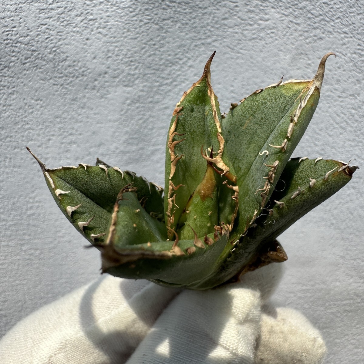 Yahoo!オークション - G69 多肉植物 アガベ チタノタ 鰐亀 激レア高級...