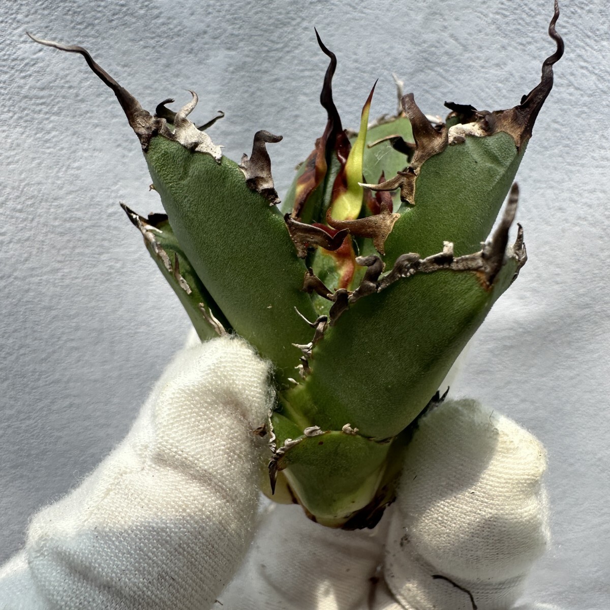 H32 多肉植物 アガベ チタノタ 白犀牛 狂刺子株 胴切り天(アガベ)｜売買されたオークション情報、yahooの商品情報をアーカイブ公開 - オークファン（aucfan.com）