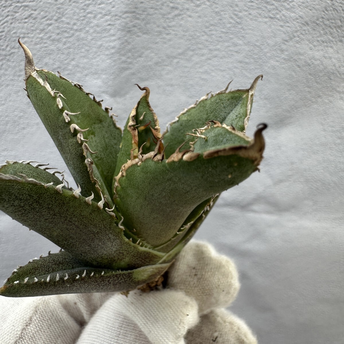 Yahoo!オークション - H63 多肉植物 アガベ チタノタ 鰐亀 激レア高級...