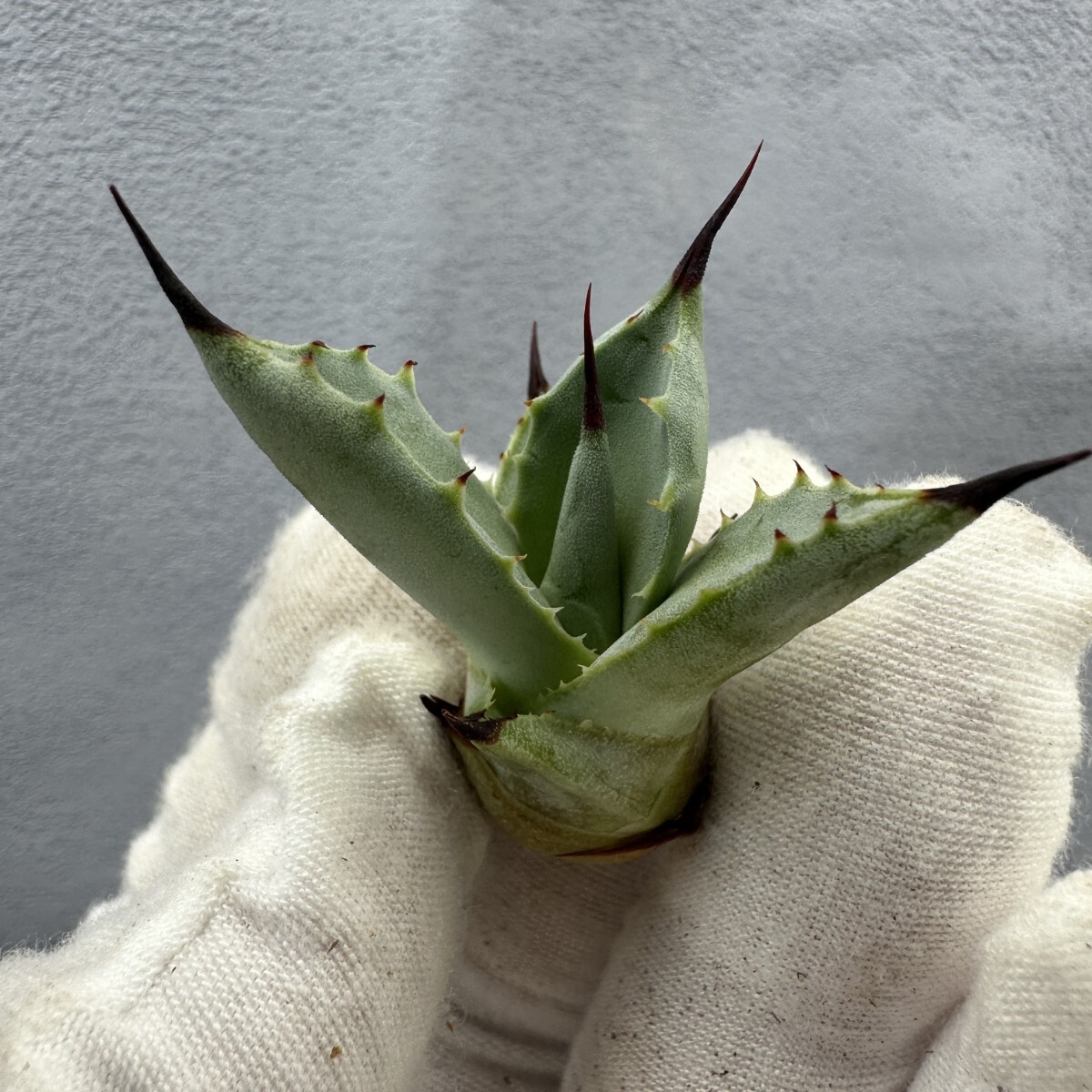 Yahoo!オークション - H71 多肉植物 アガベ 交配種 マクロアカンサ×イ...