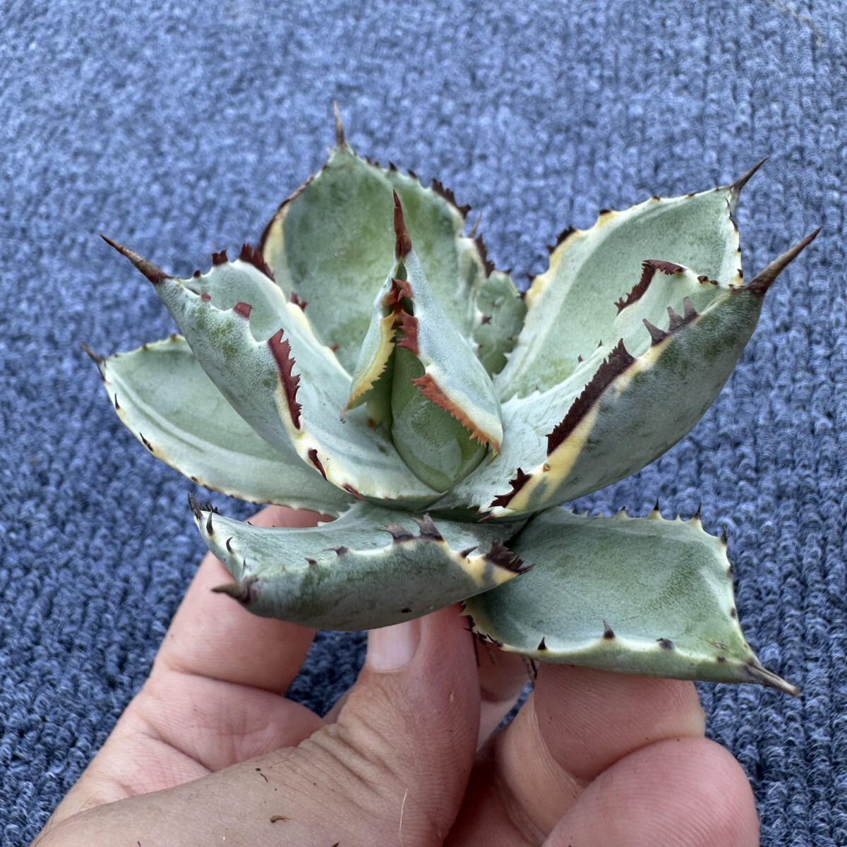 Yahoo!オークション - AE62 多肉植物 アガベ 王妃兜蟹錦 連棘 希少 特...