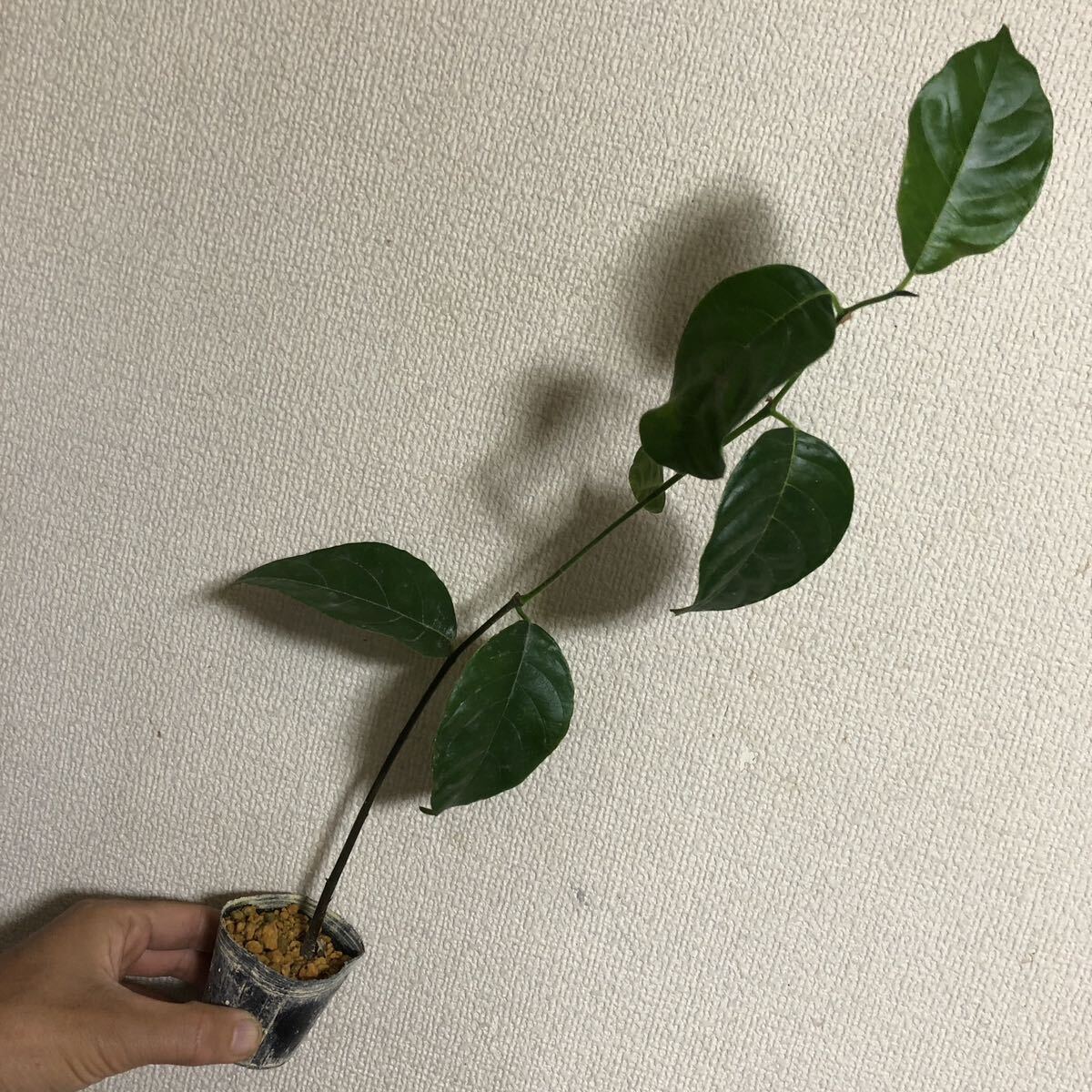 Yahoo!オークション - ジャックフルーツの苗1鉢 Y27 波羅蜜苗木 パラ...