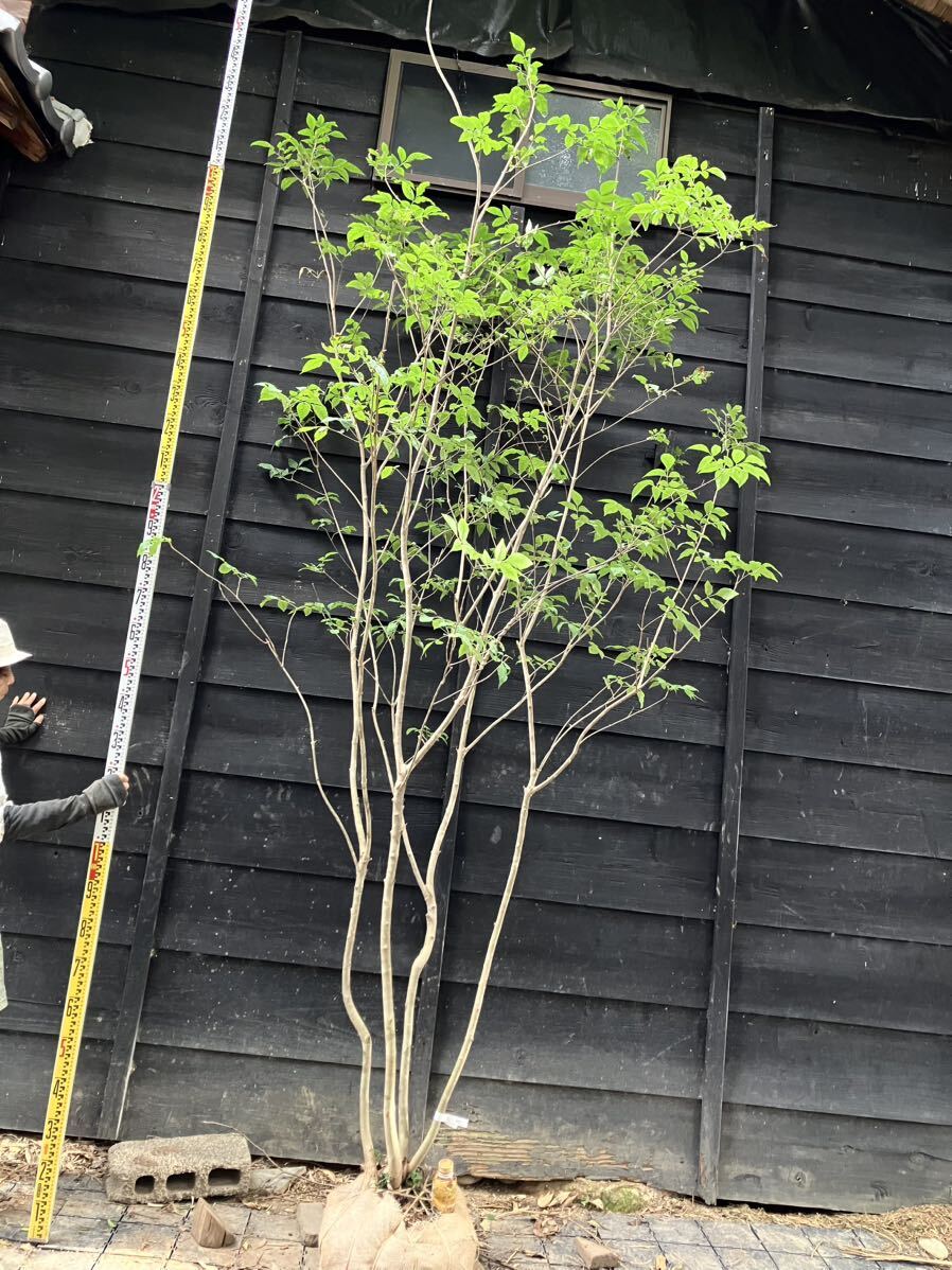 201 山取 アオダモ(植木、庭木)｜売買されたオークション情報、yahooの商品情報をアーカイブ公開 - オークファン（aucfan.com）