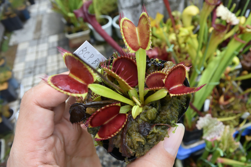 Yahoo!オークション - 【食虫植物】 Dionaea muscipula B52 BCP