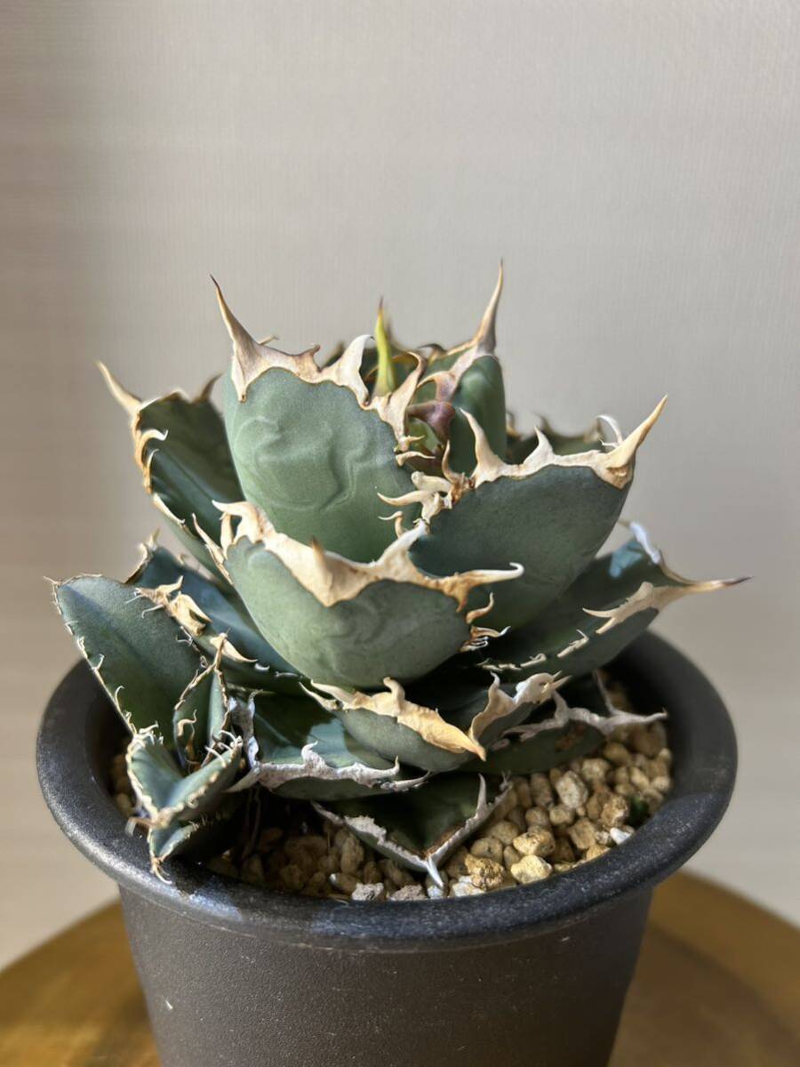 Yahoo!オークション - アガベ FO-76 子株の出品です