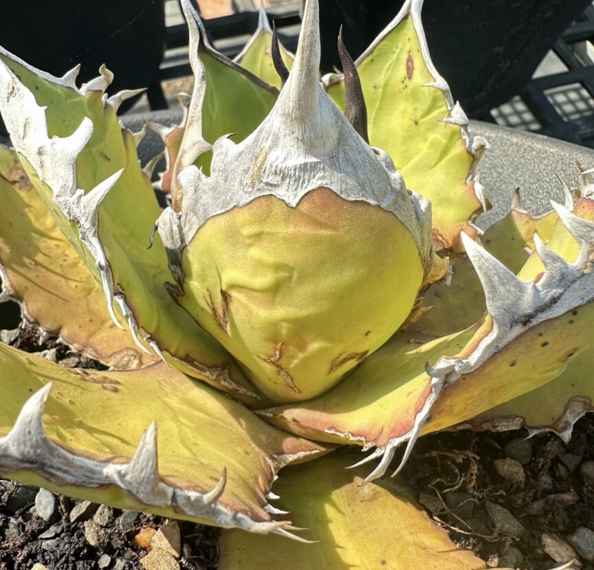 Yahoo!オークション - 【アガベ チタノタ 黑火焔】1 黒火焔 黒火炎 aga...