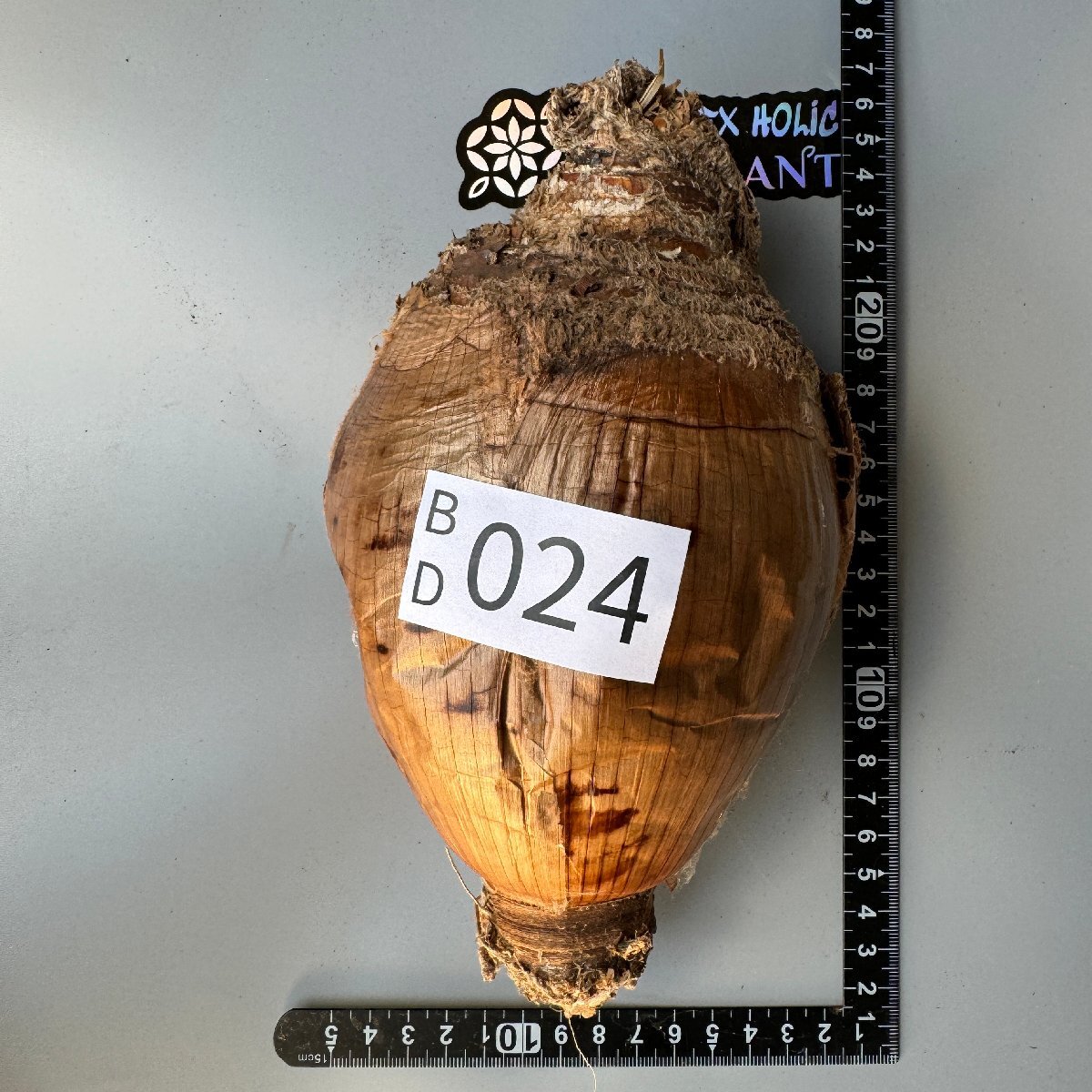 Yahoo!オークション - 【BD024】ブーファン・ディスティチャ ベアルー...