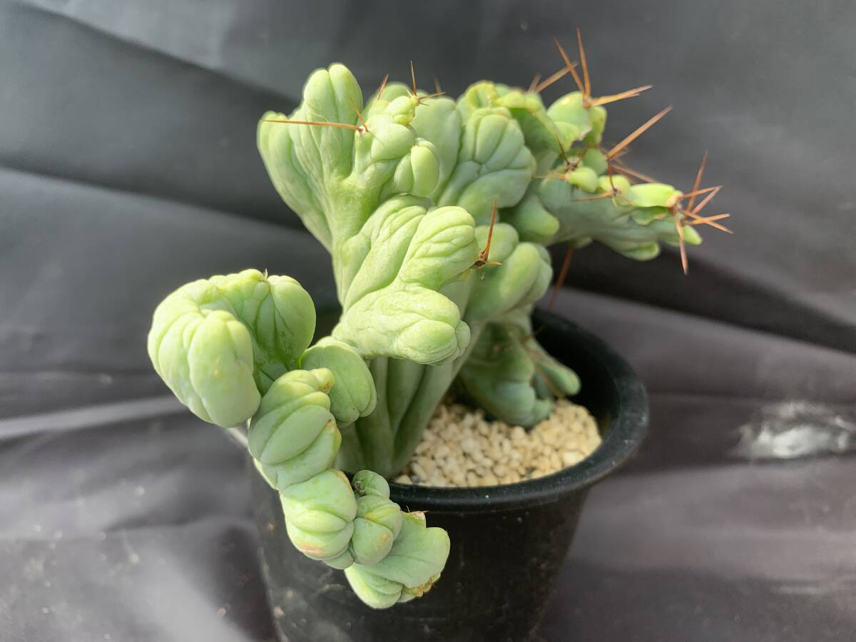 Yahoo!オークション - サボテン・多肉植物 C57 成程柱モンスト