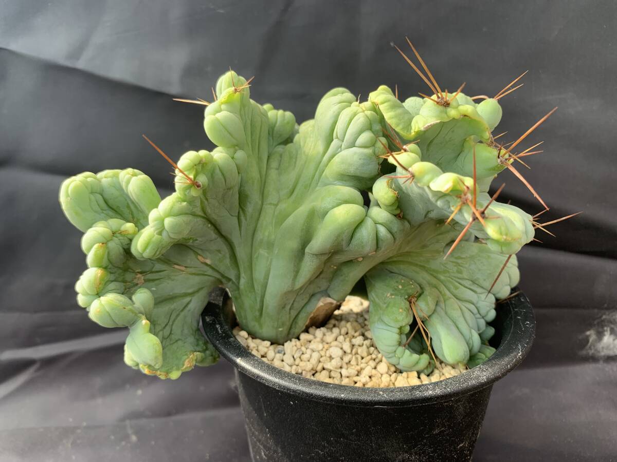 Yahoo!オークション - サボテン・多肉植物 C57 成程柱モンスト