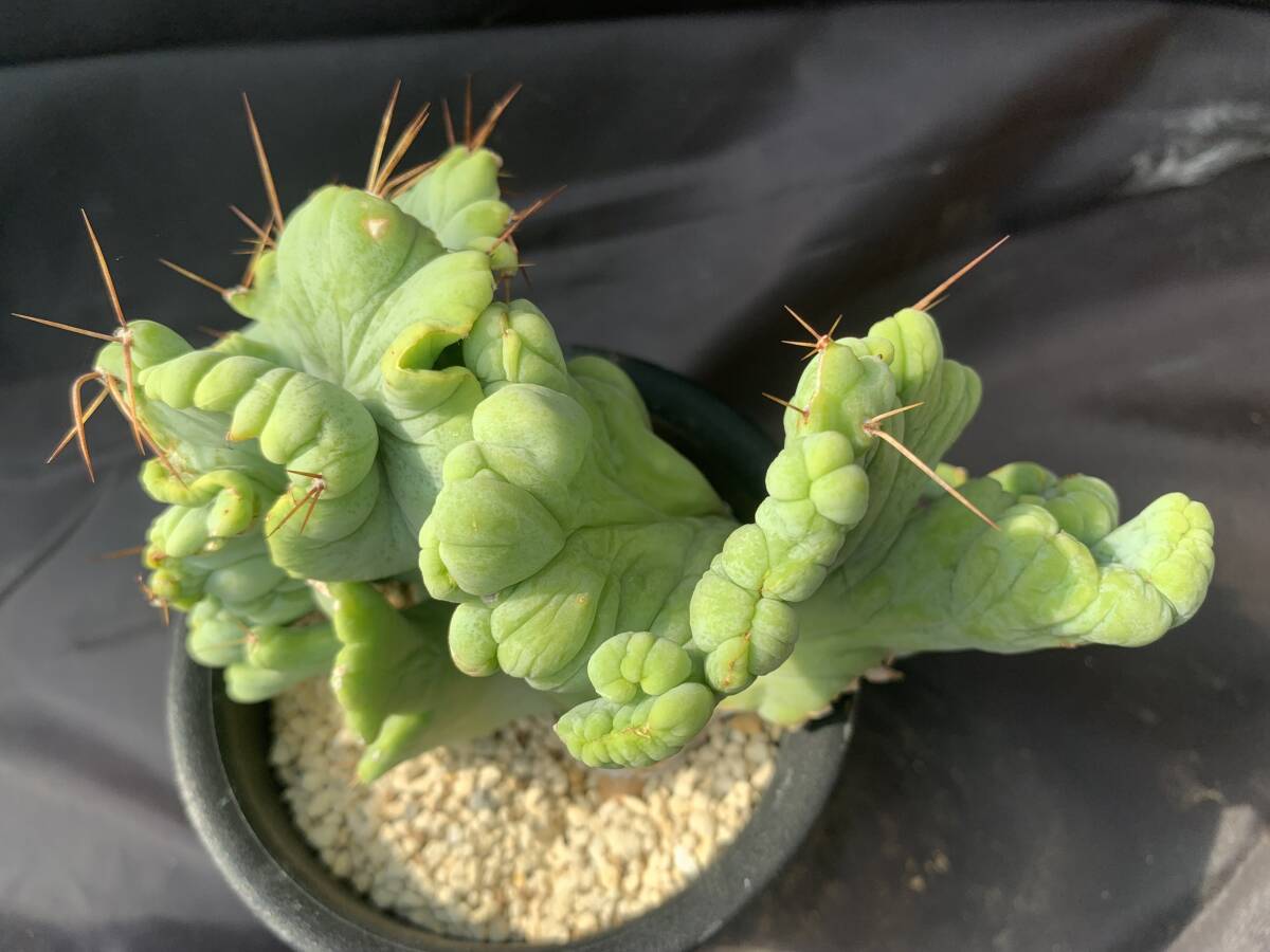 Yahoo!オークション - サボテン・多肉植物 C57 成程柱モンスト