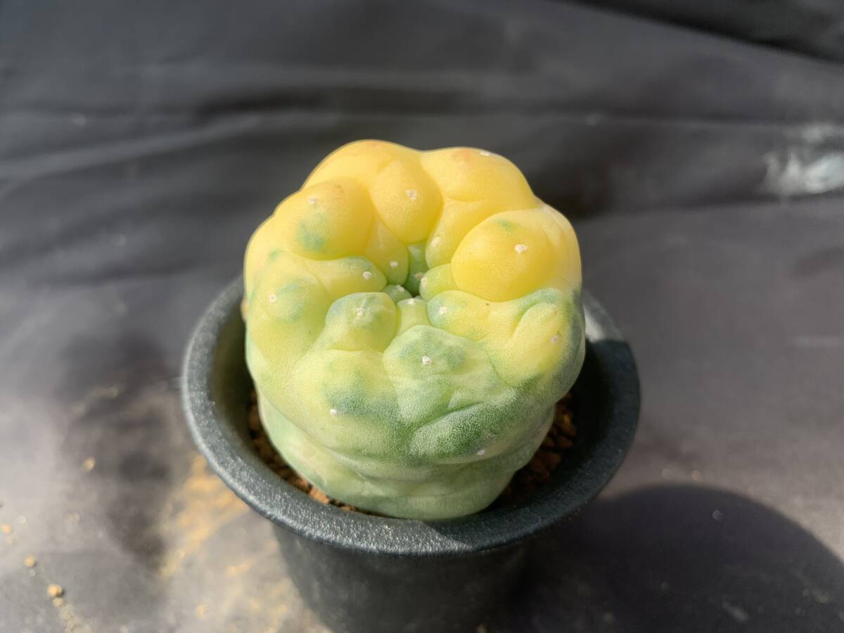 サボテン 多肉植物 C65 銀冠玉錦(サボテン)｜売買されたオークション情報、yahooの商品情報をアーカイブ公開 - オークファン（aucfan.com）