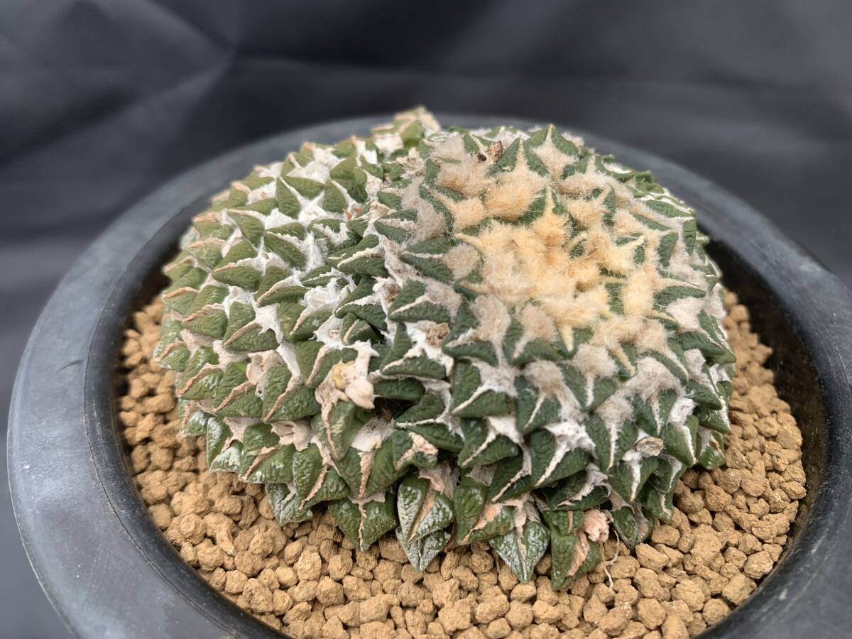 Yahoo!オークション - サボテン・多肉植物 C79 姫牡丹